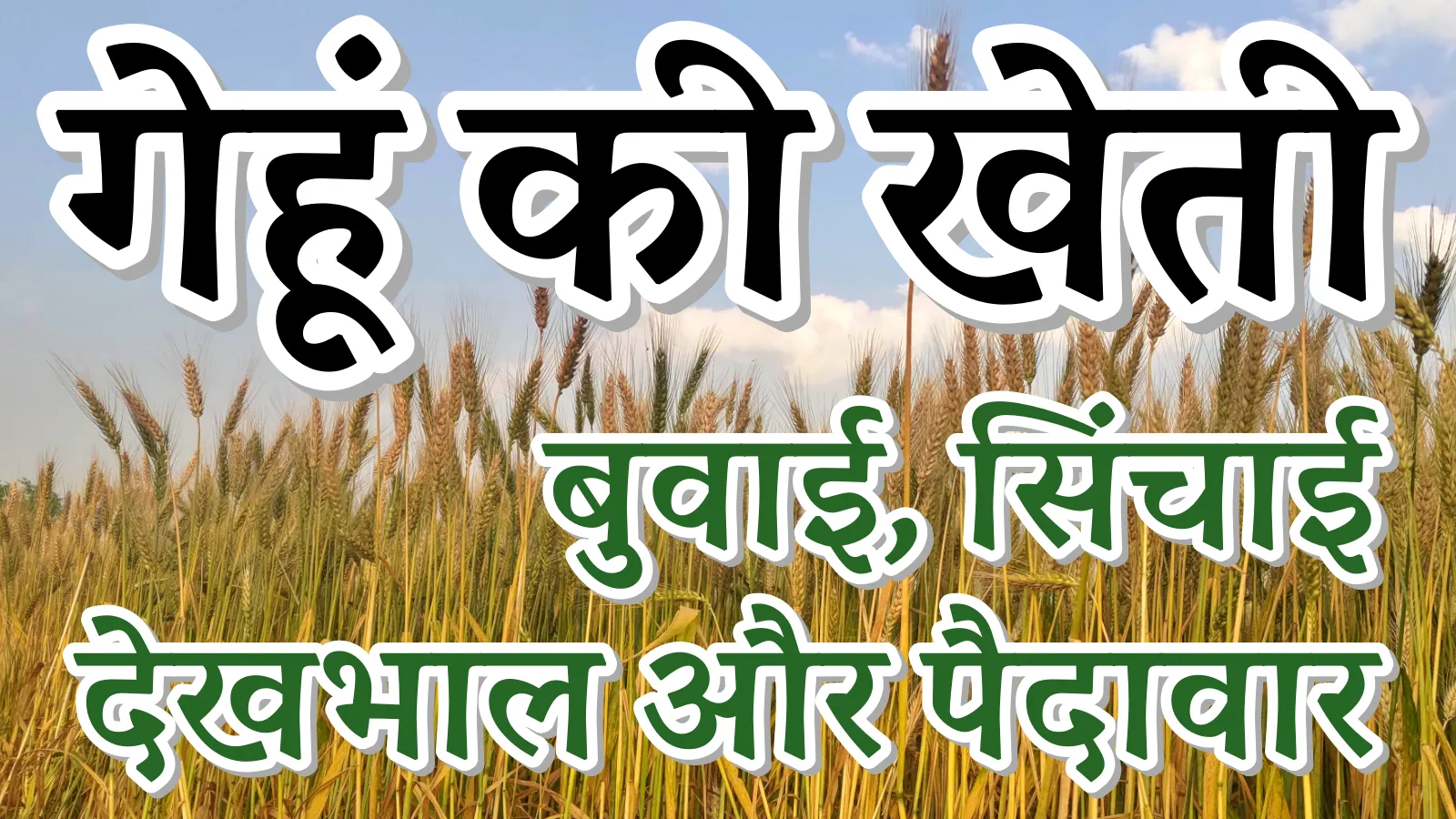 गेहूं (गेहूं की खेती) बुवाई, सिंचाई, देखभाल और पैदावार - Indian Farmer